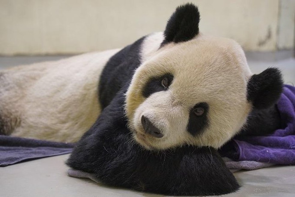 Morre Tuan Tuan, um dos pandas doados pela China ao Taiwan ...