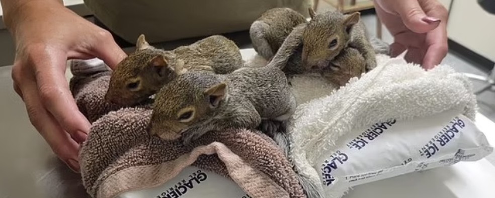 Centenas de filhotes de esquilos são salvos depois de cair de árvores ...