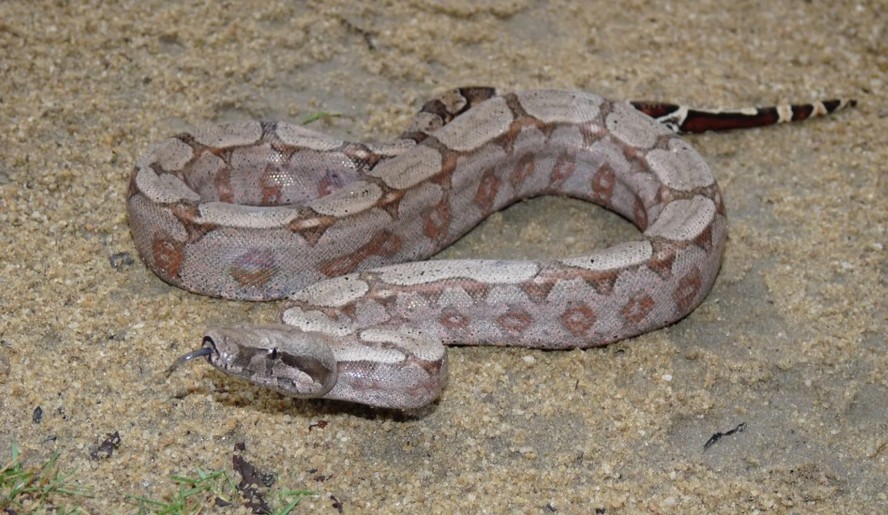 Espécie de jiboia nativa da Mata Atlântica é descoberta por ...