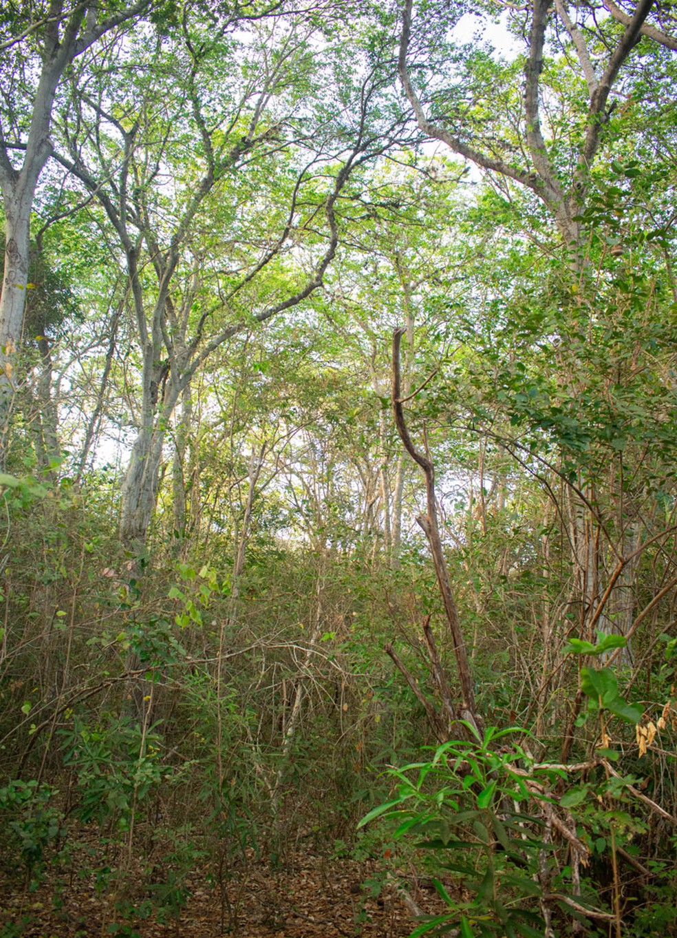 Cuidados com solo e vegetação recuperam vitalidade da Caatinga ...