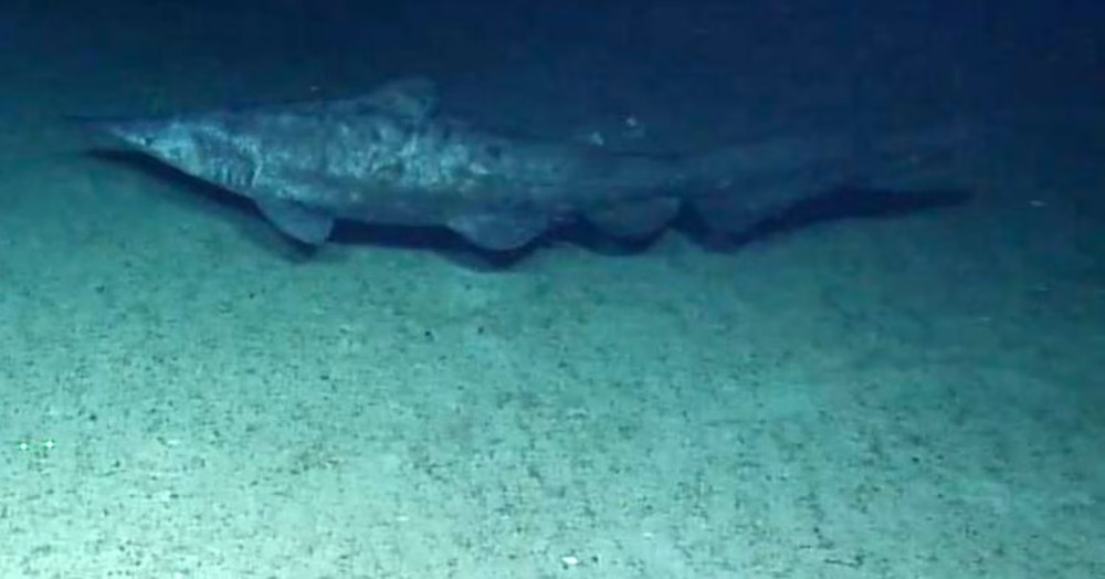 Raro tubarão-duende é filmado em seu habitat natural pela primeira vez ...