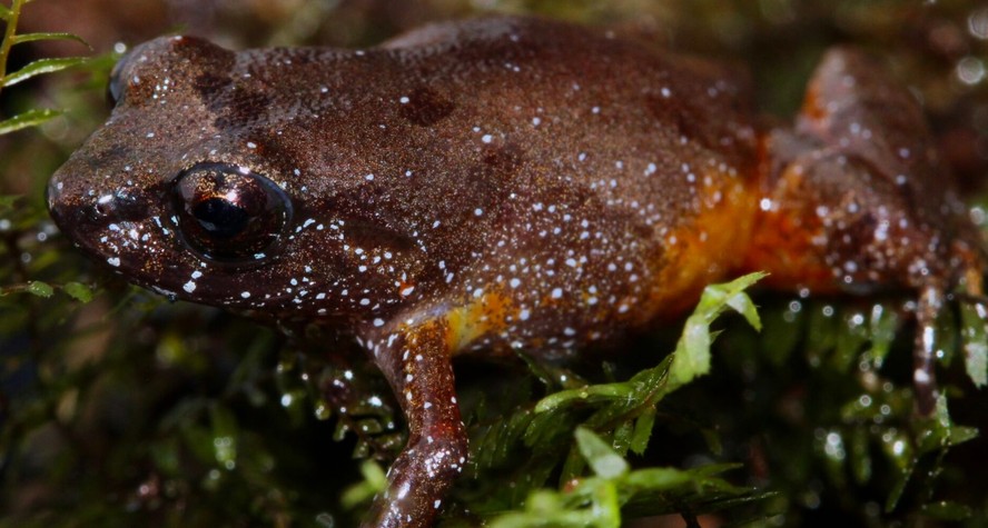 No alto da Amazônia, surge uma nova espécie de sapo | Biodiversidade ...