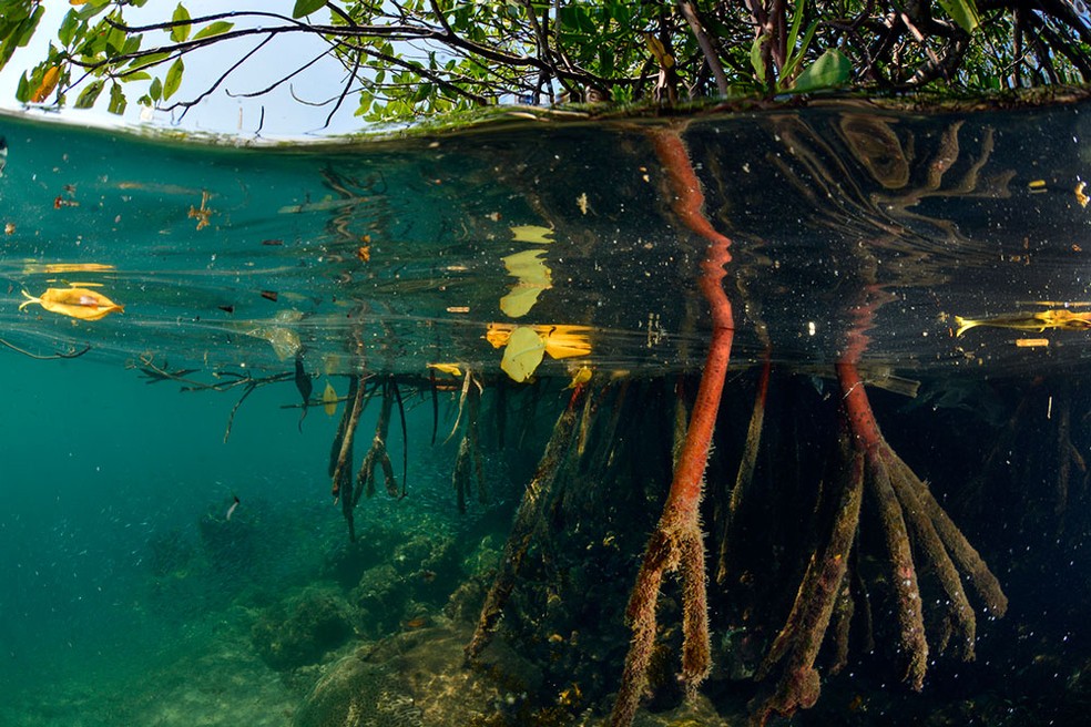 Nosso verde também depende do azul | Opinião | Um só Planeta