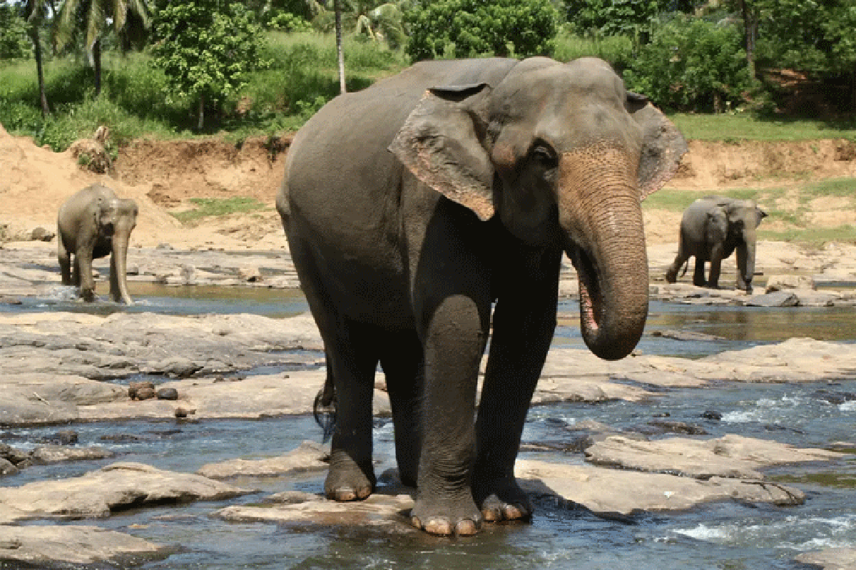 Em 300 anos, elefantes perderam 64% de seu habitat na Ásia