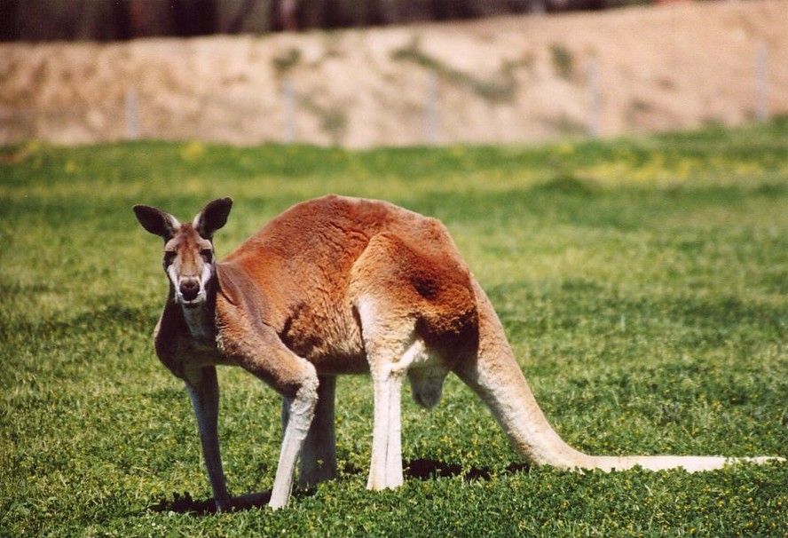 Seca leva cangurus a invadirem fazendas no sul da Austrália em busca de ...