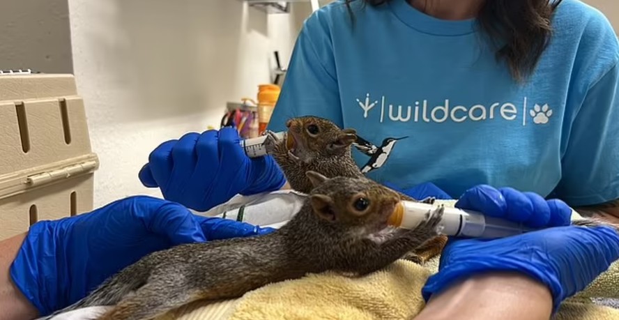 Centenas de filhotes de esquilos são salvos depois de cair de árvores ...