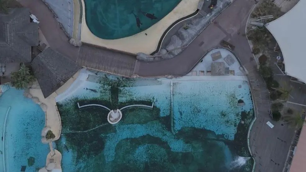 Orcas abandonadas em parque fechado indicam falhas na transição pós ...