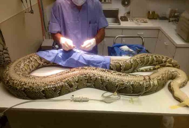 Biólogos encontram maior cobra píton da história da Flórida — 5,5 ...