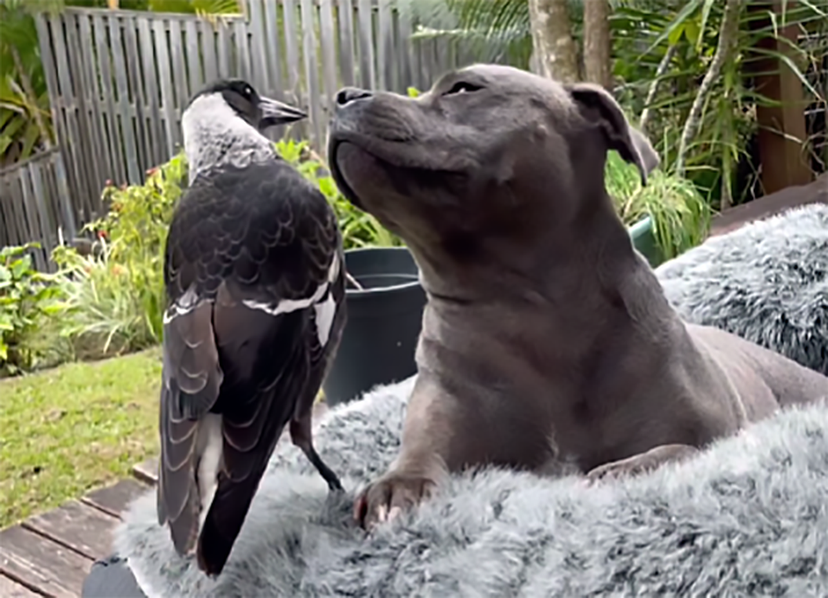 Lei separa cachorra e pássaro, 'irmãs' hit na web, e fãs se mobilizam ...