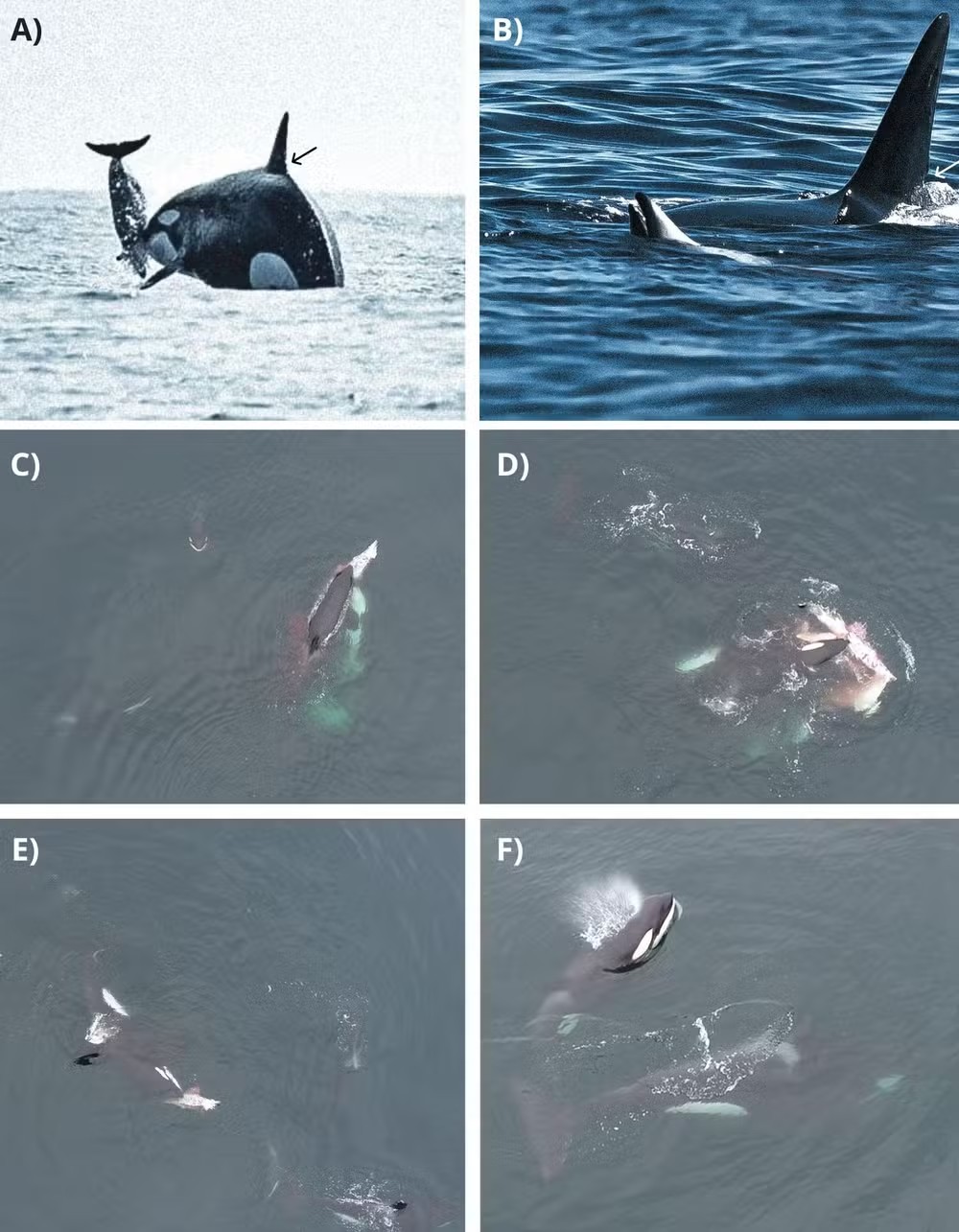 Grupo de orcas é observado dividindo alimentos entre si perto do Chile