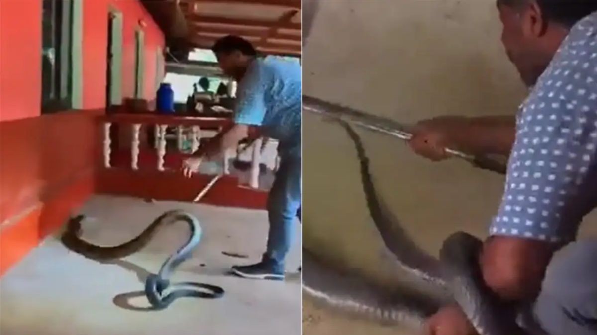 Vídeo de "arrepiar" mostra captura da maior cobra venenosa do mundo ...