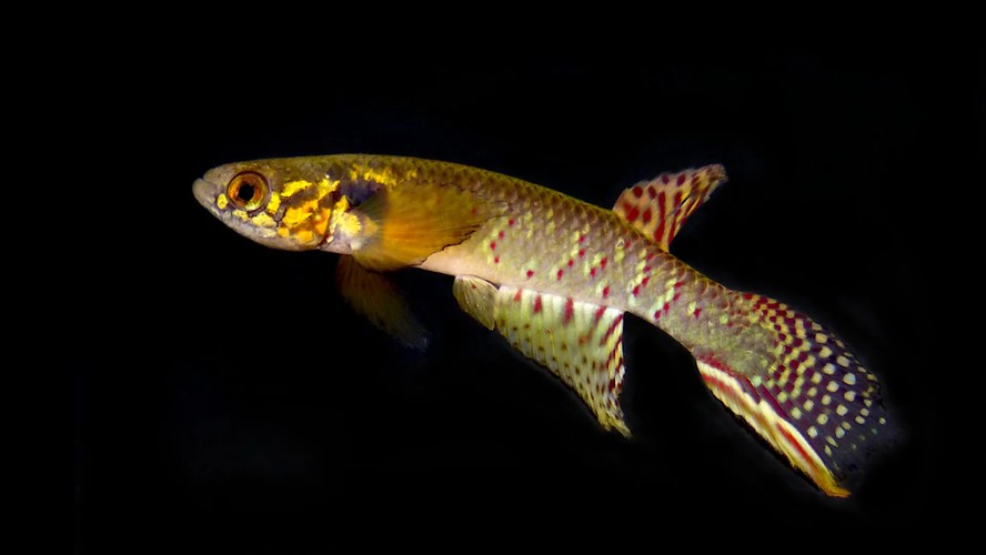 Peixe raro é redescoberto na Bolívia após duas décadas