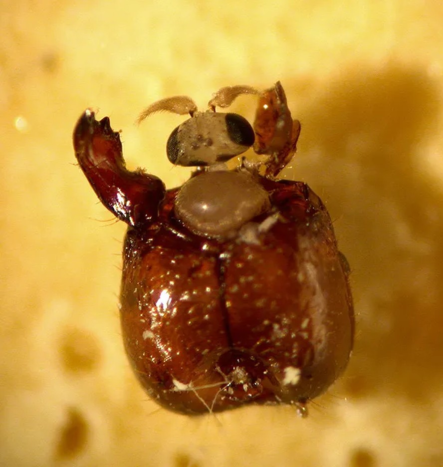 Conheça a formiga que carrega mosca parasita na cabeça e 'vira zumbi ...