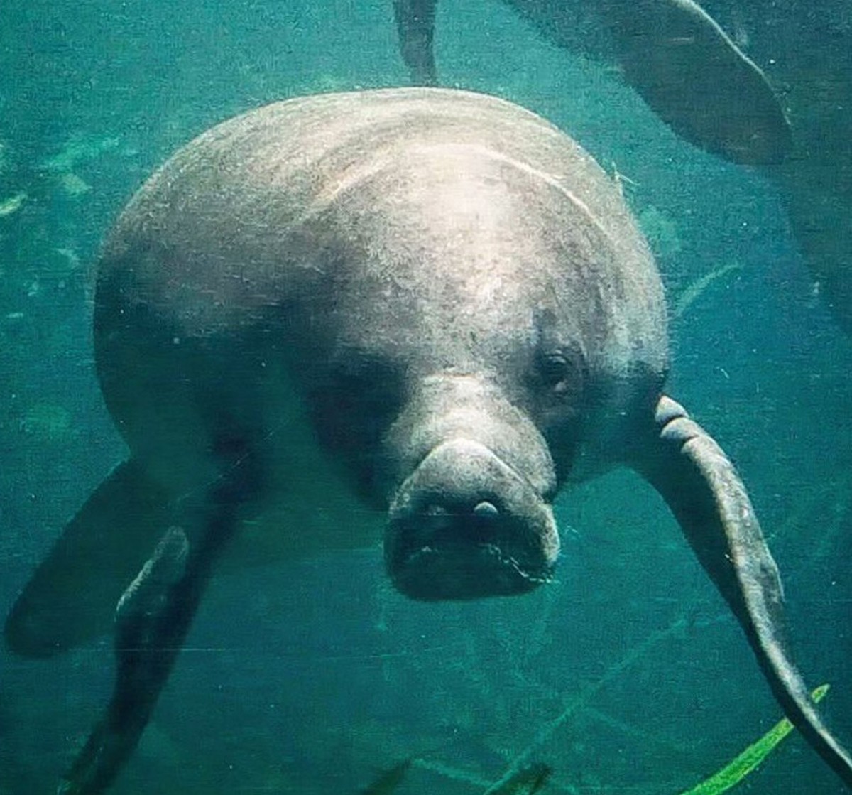 Peixe-boi Boo festeja 50 anos e ajuda cientistas a desvendar espécie na ...