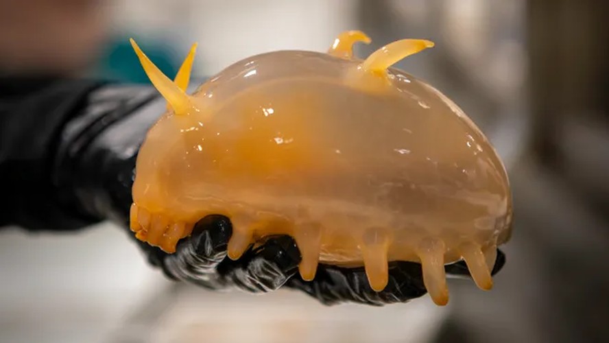 Cientistas descobrem seres marinhos inusitados no fundo do oceano na ...