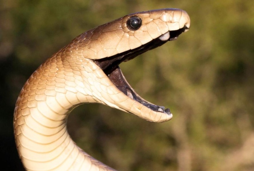 Veneno da cobra mamba-negra esconde 'ataque duplo' que desafia ...