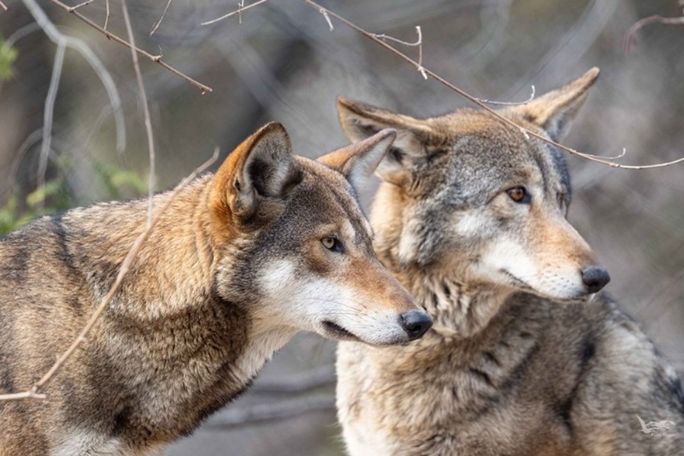 Garças ameaçadas fazem ninho sobre lobos vermelhos para se proteger de ...