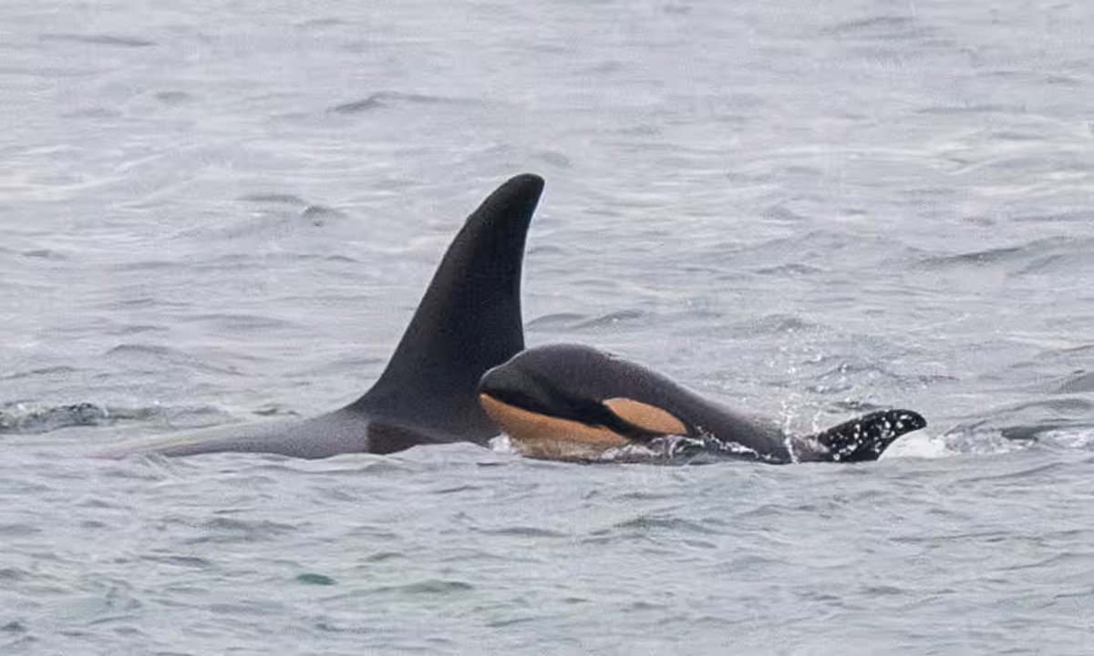 Orca enlutada nada com filhote morto: famosa, Tahlequah sofre nova ...