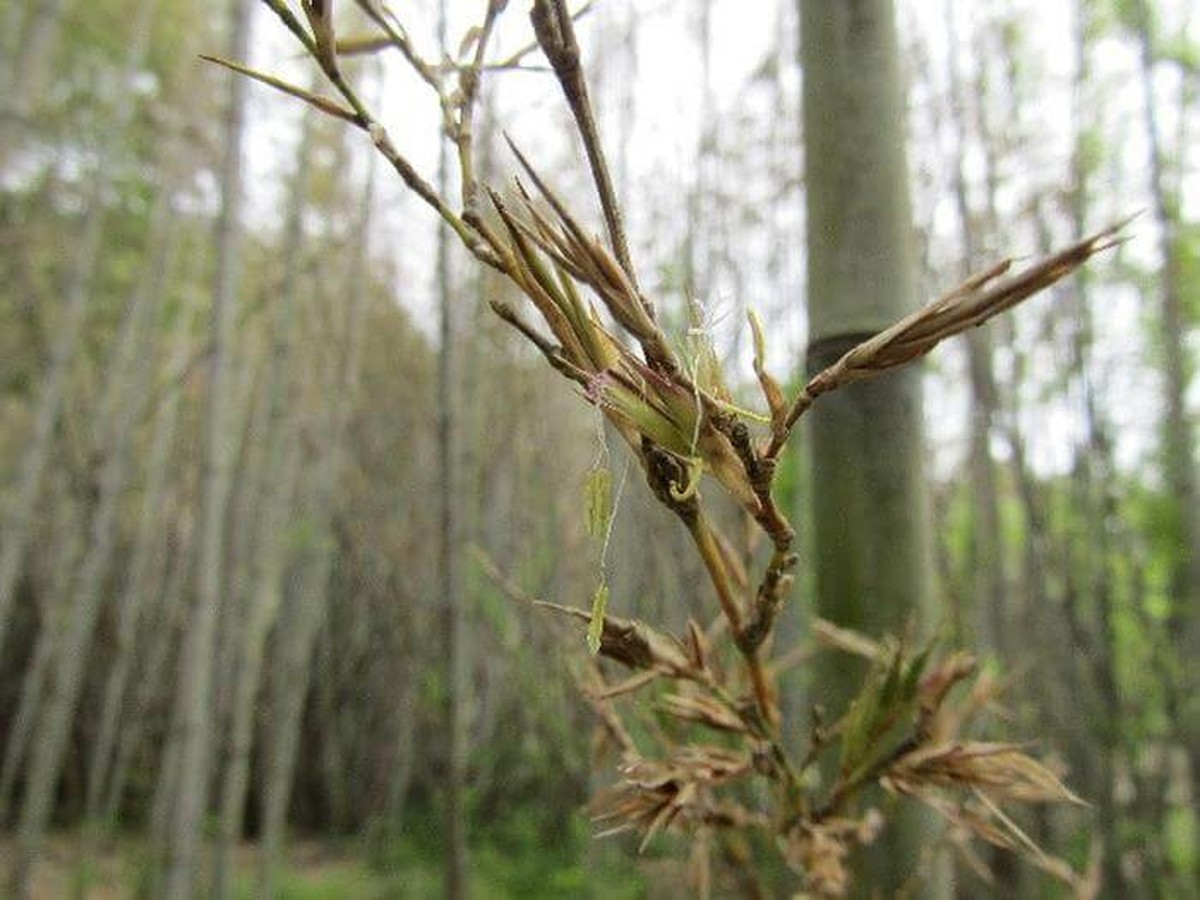 Bambu que floresce uma vez em 120 anos e tem "defeito de fábrica ...