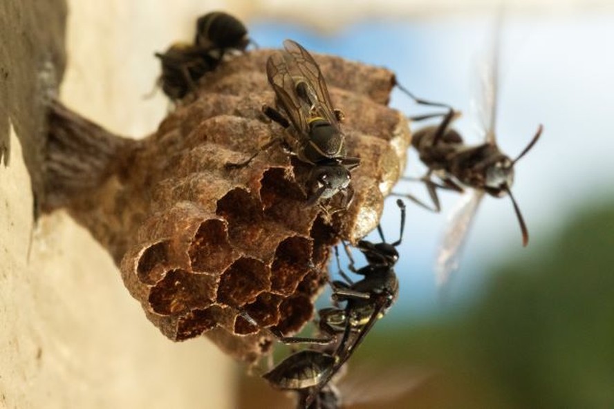 Apesar de seguro para mamíferos, biopesticida pode exterminar colônias ...