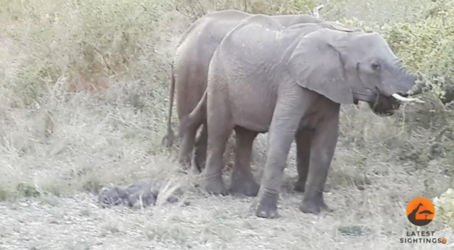 Mãe elefanta salva filhote em cena comovente na savana africana; Veja vídeo