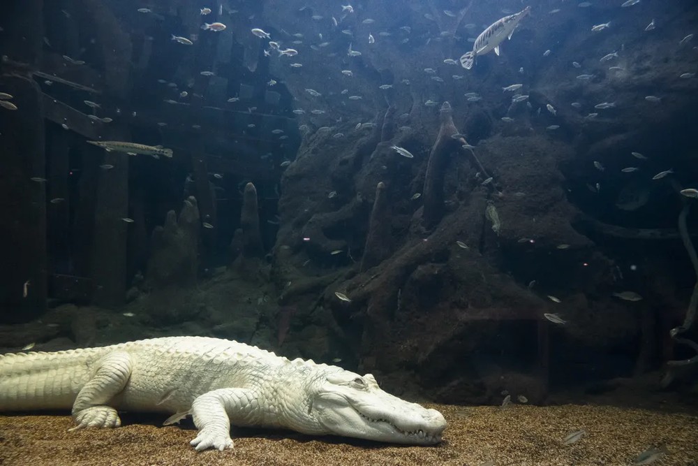 Jacaré albino que era símbolo de São Francisco, nos EUA, morre aos 30 ...