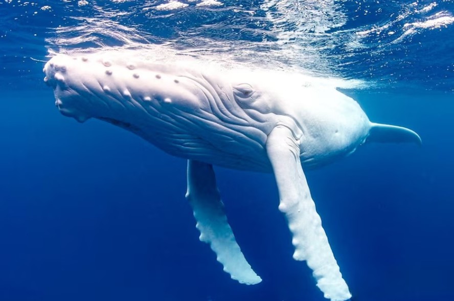 Rara baleia albina é vista em viagem incomum na Austrália