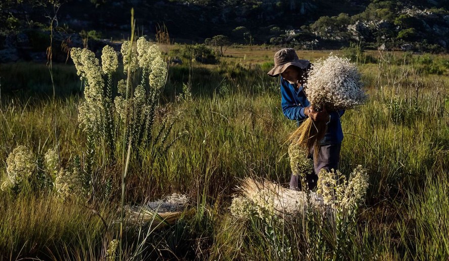 Flores sempre-vivas: Minas Gerais reconhece agricultura tradicional ...
