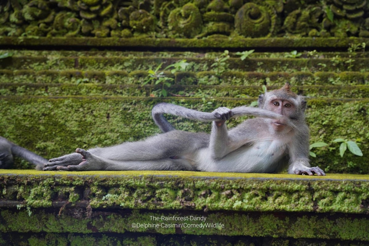 Comédia "animal": Conheça 5 finalistas do Comedy Wildlife Photo Awards ...
