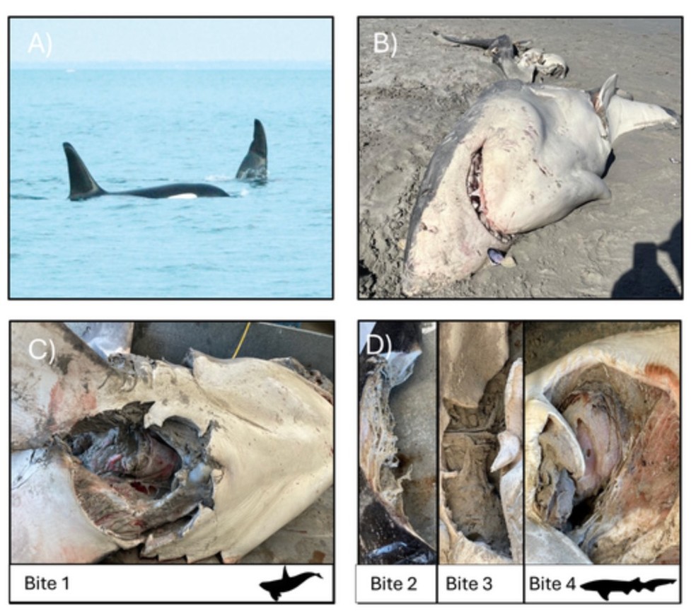 Orcas podem caçar tubarões com objetivo específico: devorar o fígado do ...
