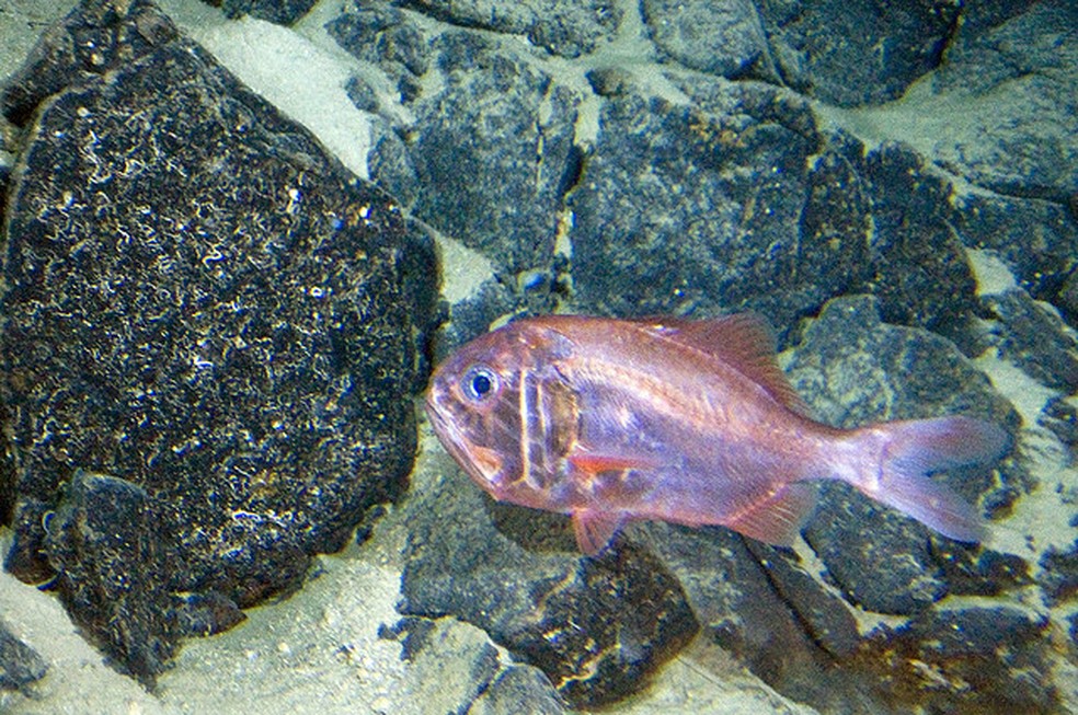 Peixe Mais Feio Do Mundo Os Peixes Mais Feios Do Mundo | Aquaristz
