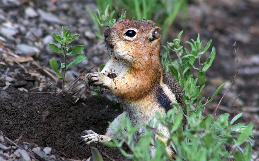 Assim como os humanos, esquilos possuem personalidades diferentes que ...