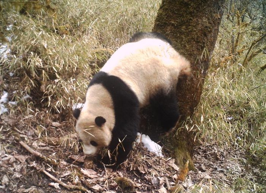 Pandas gigantes são grandes usuários de rede social que eles mesmos ...