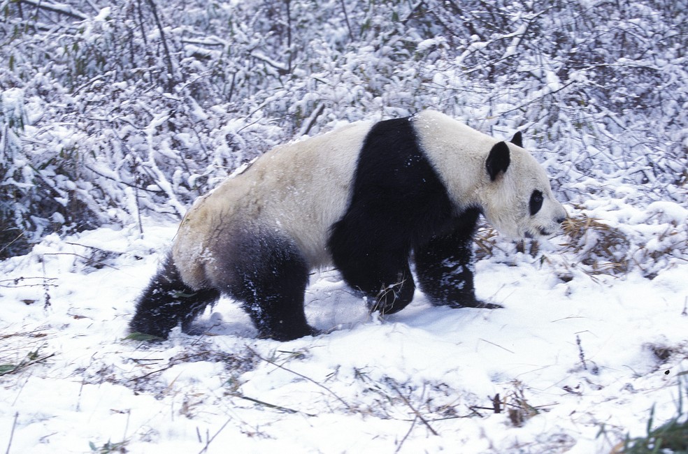 Cientistas finalmente descobrem por que os pandas gigantes são preto e ...