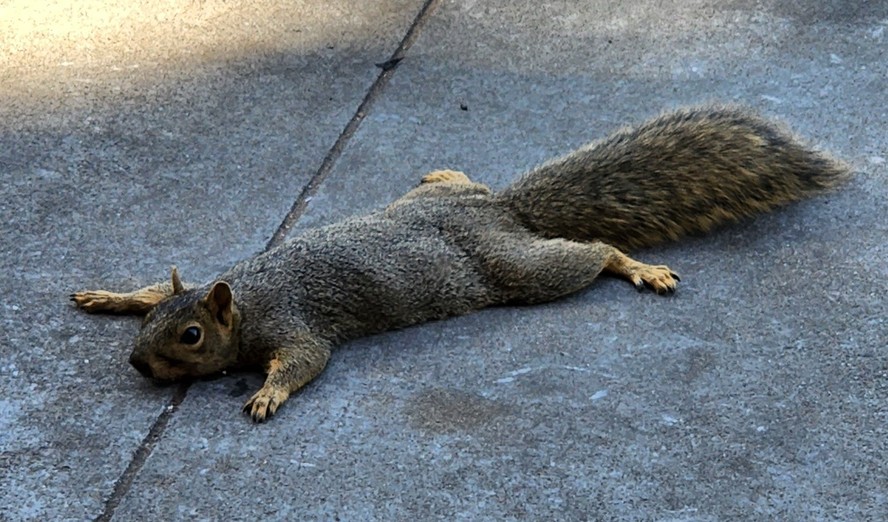 Esquilos esparramam-se pelas ruas da Califórnia em meio à onda recorde ...