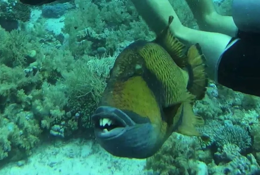 Peixe com “dentes humanos” persegue mergulhador e morde sua perna. Veja ...