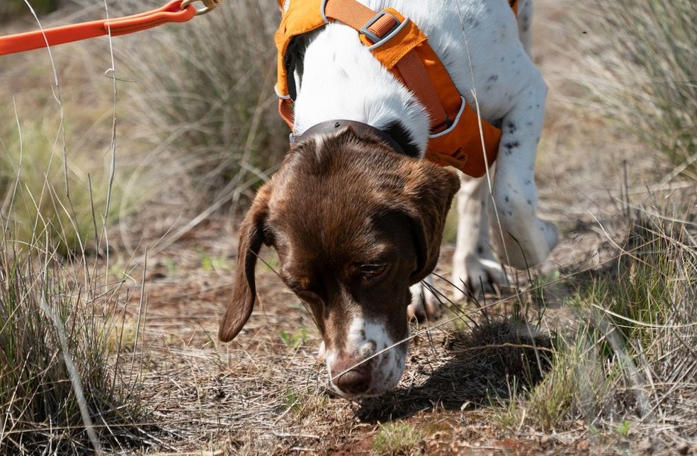 Faro apurado: cães farejadores ajudam a encontrar espécie de lagarto ...
