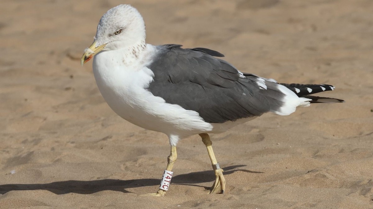 Gaivota resgatada de lixeira na Escócia é encontrada curtindo o sol em praia no Marrocos após 2. ...