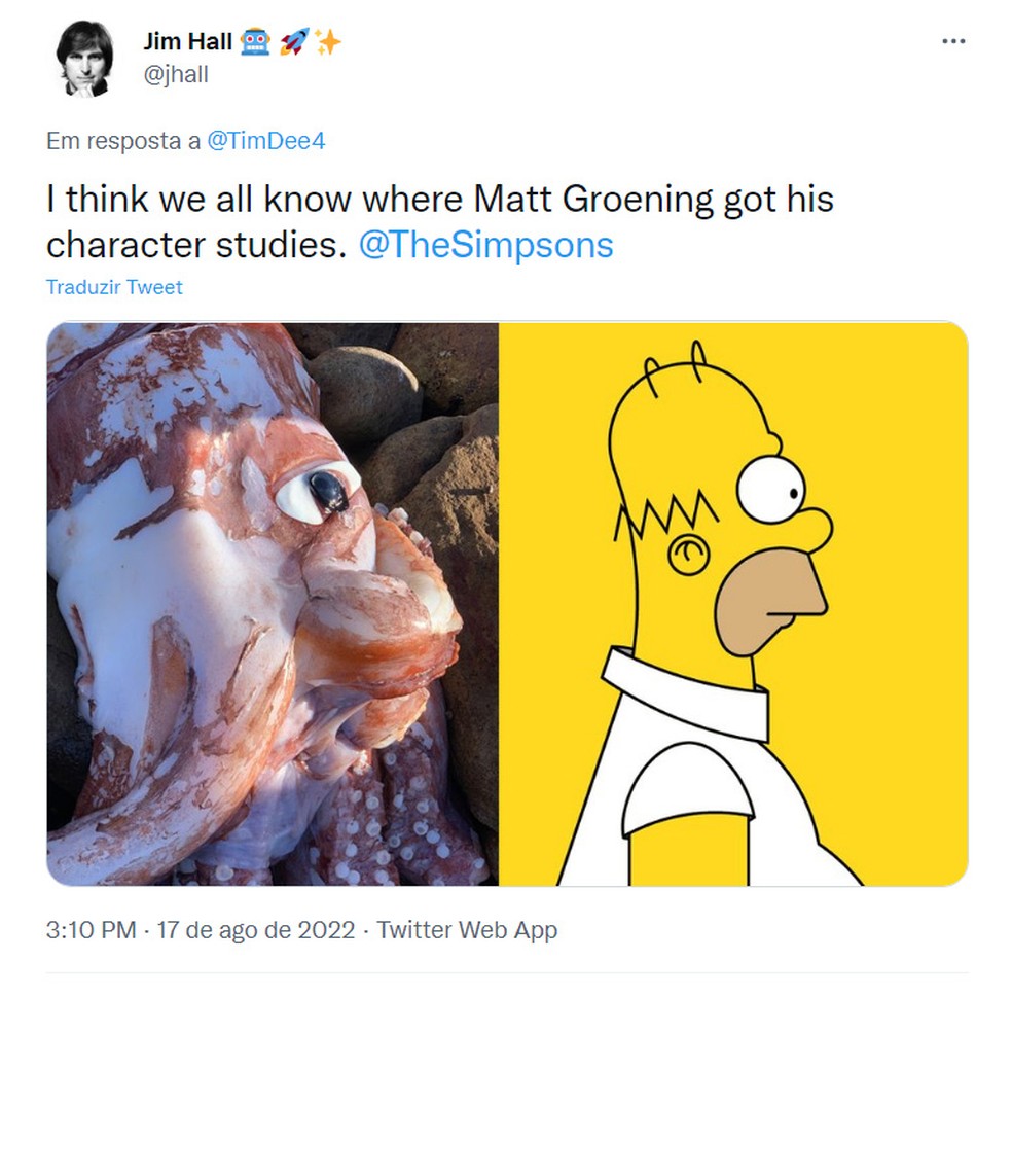 Escritor encontra lula gigante durante passeio em praia na África do Sul