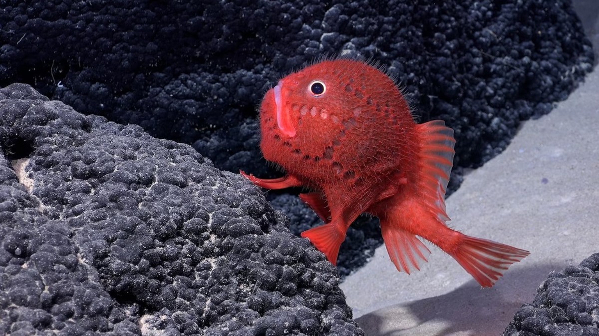 É peça de crochê? Não, é uma nova espécie de sapo marinho encontrado ...