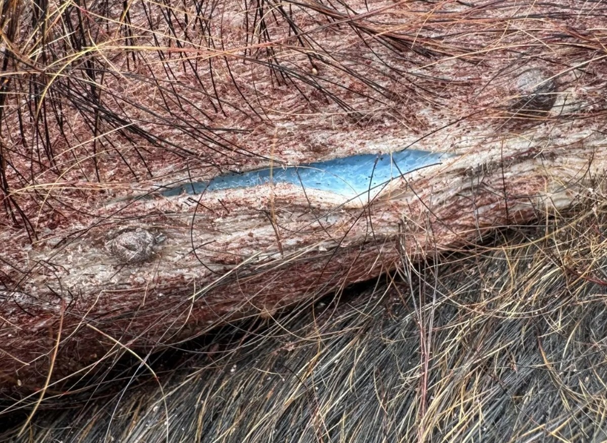 Porcos selvagens com carne azul foram encontrados nos EUA; motivo é ...