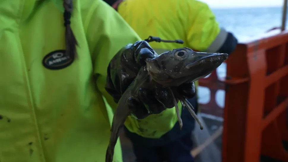 Cientistas descobrem seres marinhos inusitados no fundo do oceano na ...