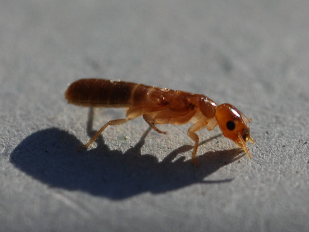 "Bichinhos da luz": os cupins voadores chegaram para incomodar você ...