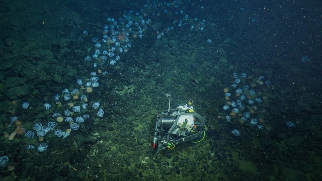 Cientistas descobrem por que 20 mil polvos se reúnem em uma mesma rocha ...