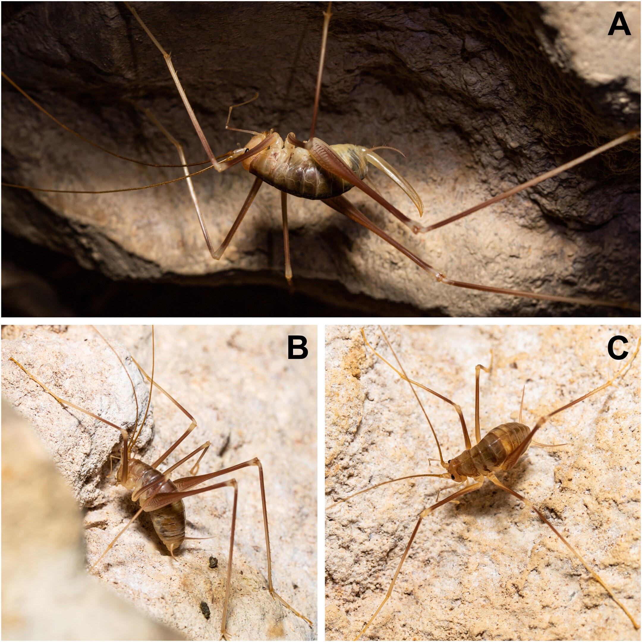 Nova espécie de 'grilo das cavernas' é descoberta em pequena ilha na Grécia