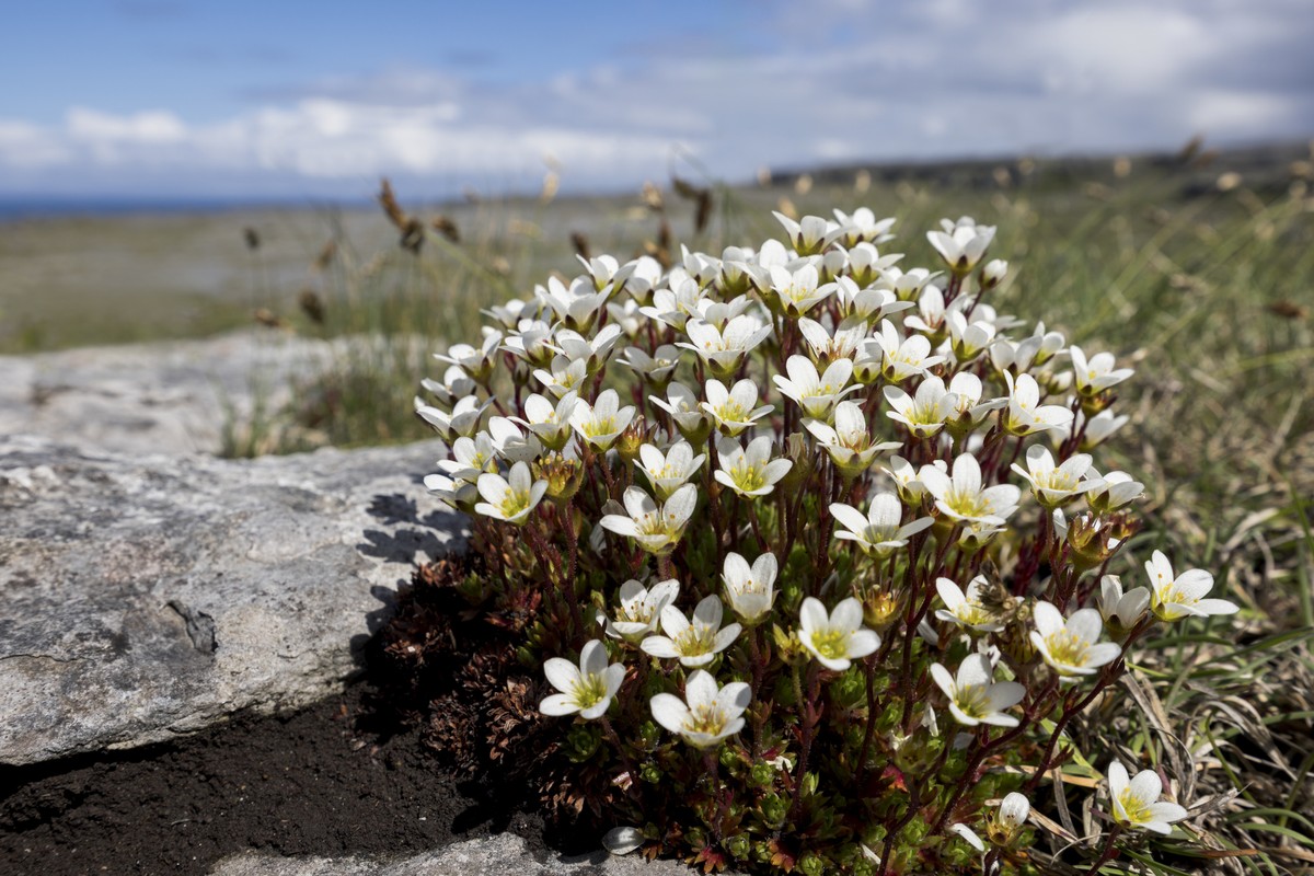 Em local secreto, flor rara é reintroduzida na natureza após 60 anos no ...