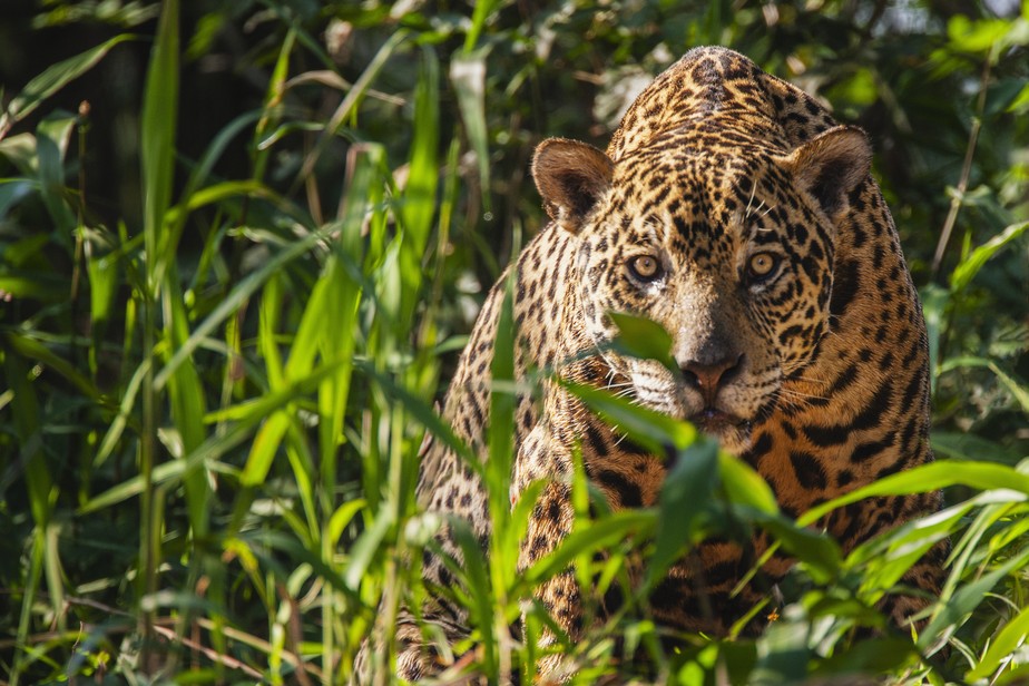 Onca Floresta Amazonica Mapeamento Com GPS Revela Papel Das Florestas