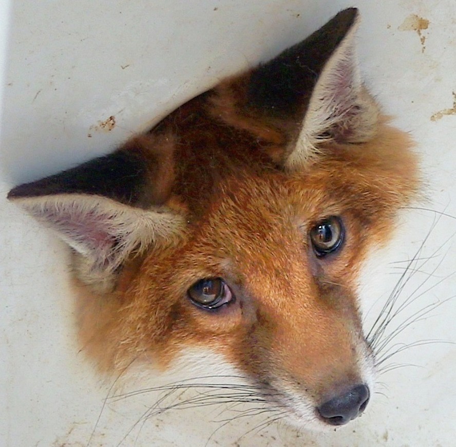 Desenho De Cara De Raposa Raposa Desenho Rosto, Raposa, Mamífero,