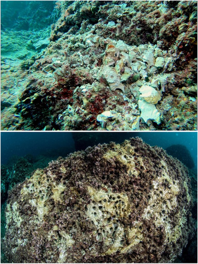 Guarda costeira prende 18 na Itália por pesca ilegal de molusco raro a ...