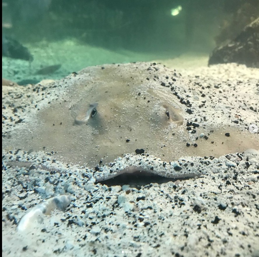 Arraia surpreende aquário e espera filhotes sem ter convivido com ...